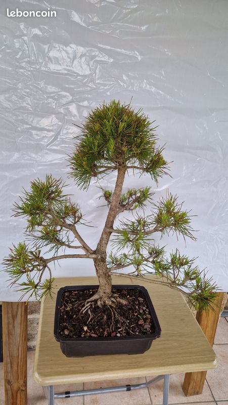 Bonsaï Pin Noir - Jardin & Plantes