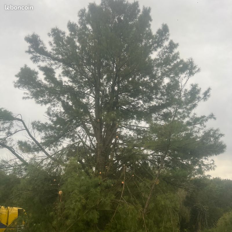 Jardinage & Coupe d’Arbres‌‌⁠⁬⁮‌‌⁠⁮⁬⁭ ⁢⁭ - Bricolage