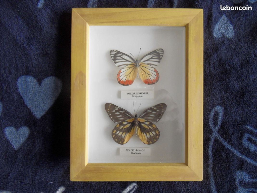 Cadre 2 papillons Asiatique - Collection