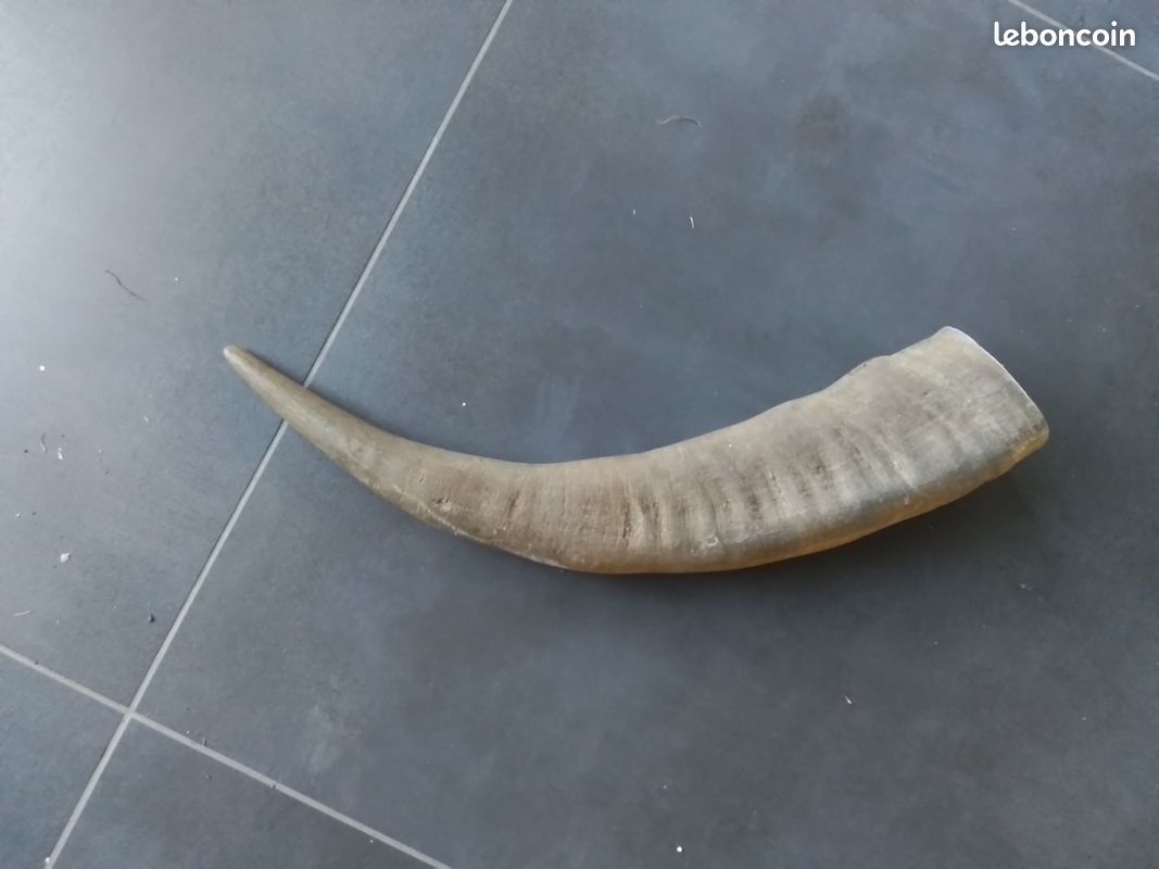 Corne a définir - Collection