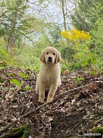 Chiot Donner Allier