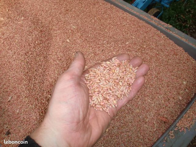 Semence fermière blés orges triticale - Matériel agricole
