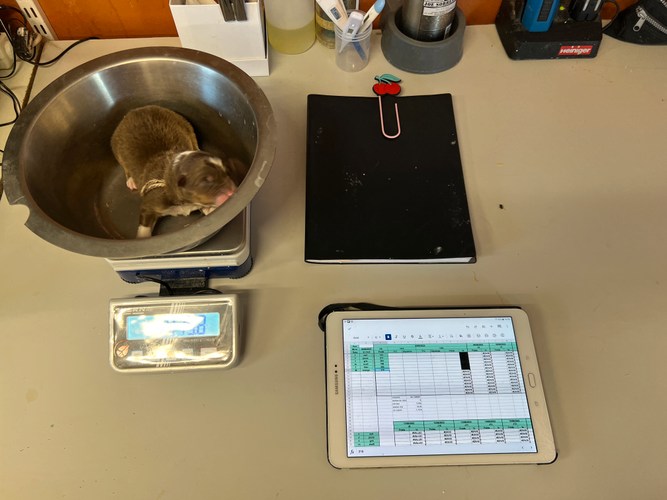 SARL CHENIL DES 4 VENTS - Tangry (62550) - Pro leboncoin