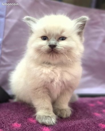 Animaux, chien, chat, cheval - leboncoin