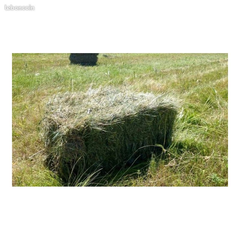 Petite botte de foin 2024 - Matériel agricole