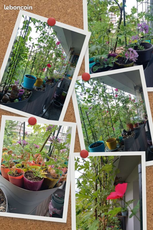 2 Pieds de Géranium Parfumé - Loisirs créatifs