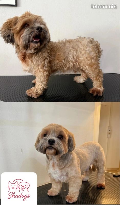 Toilettage canin - Services aux animaux