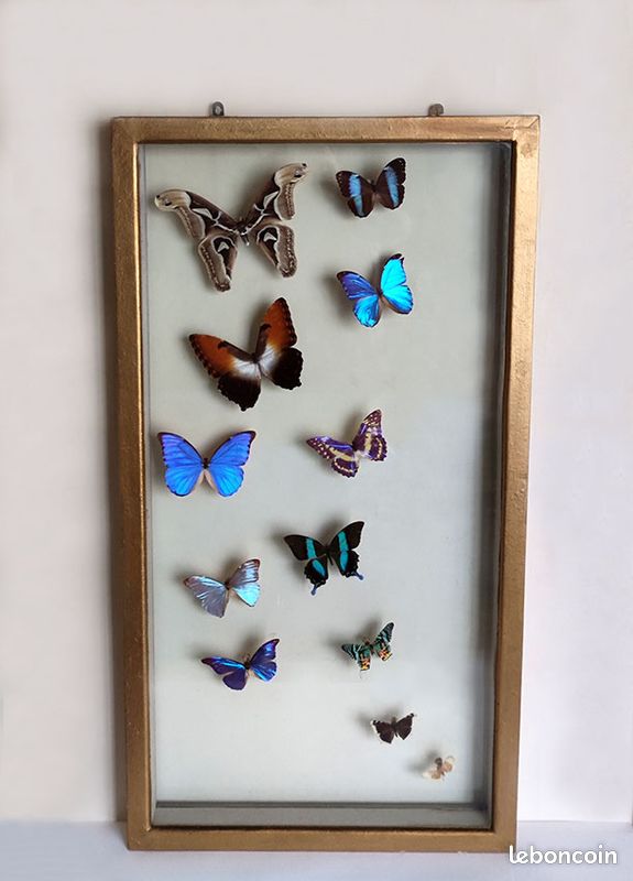 Grand Cadre Papillons Naturalisés 108x57cm - Collection