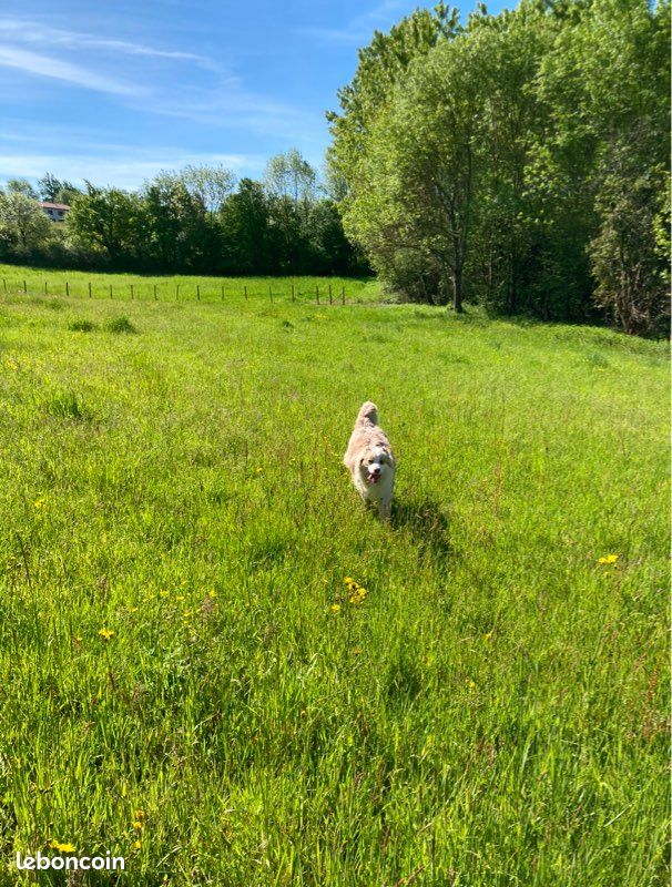 Pré cheval - Services aux animaux