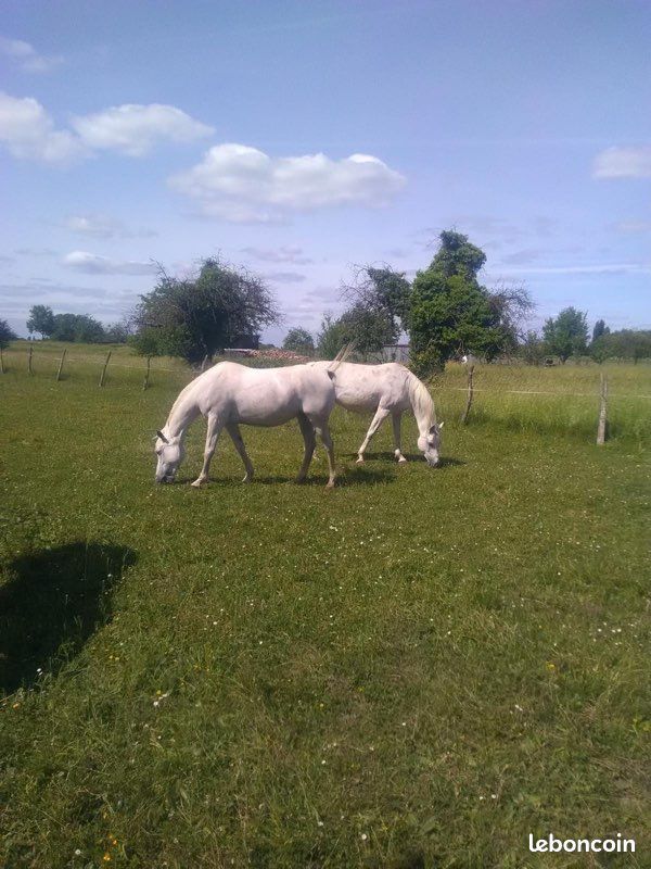 Demi pension cheval - Services aux animaux