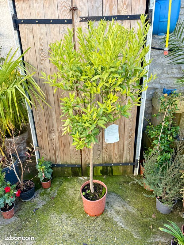 Mandarinier tige - Jardin & Plantes