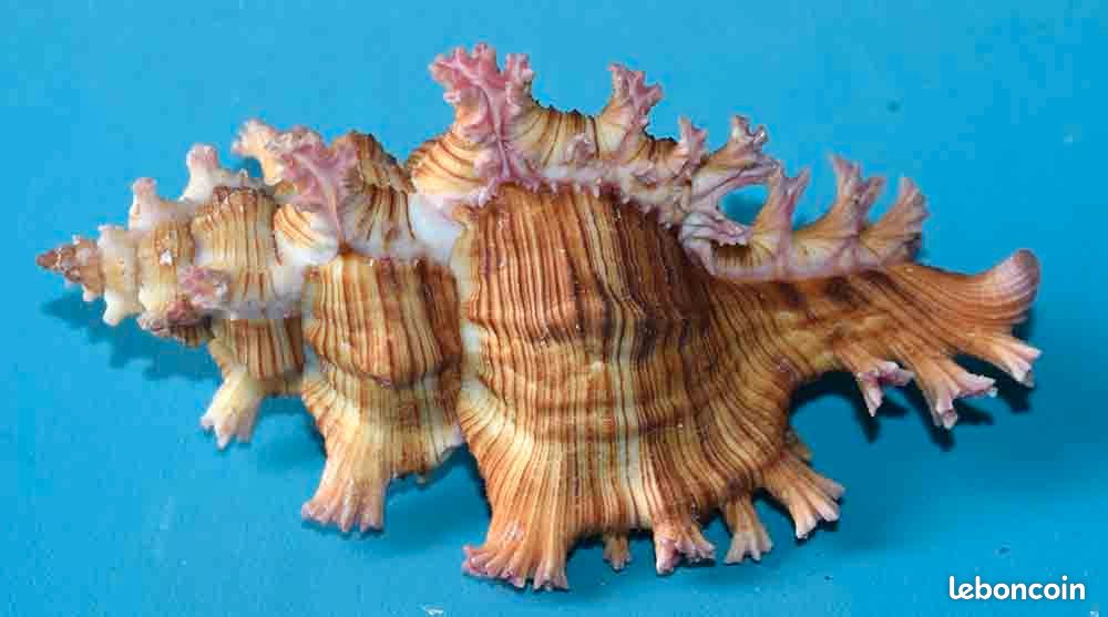 COQUILLAGES - CHICOREUS PALMAROSAE avec OPERCULE - Collection