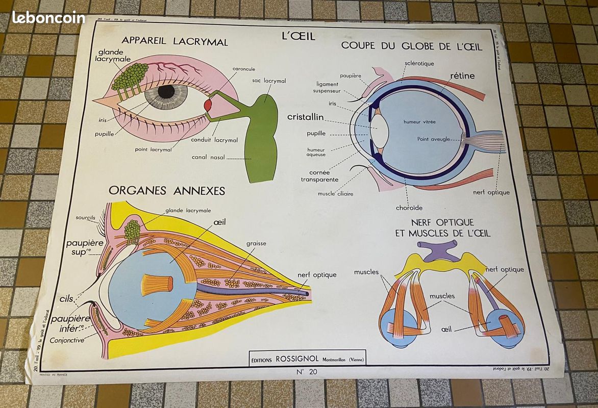 Affiche scolaire " L'OEIL LA VISION - LE GOÛT L'ODORAT" corps humain ...