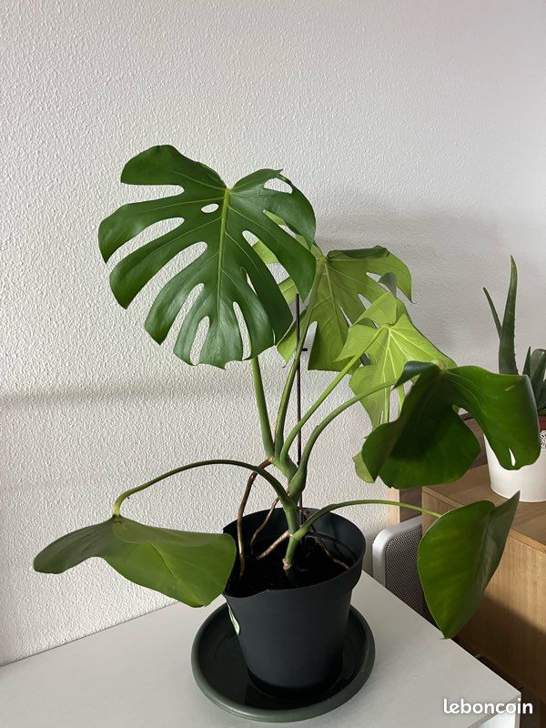 Monstera deliciosa - Jardin & Plantes