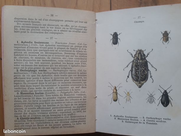 Collection Insectes d’occasion